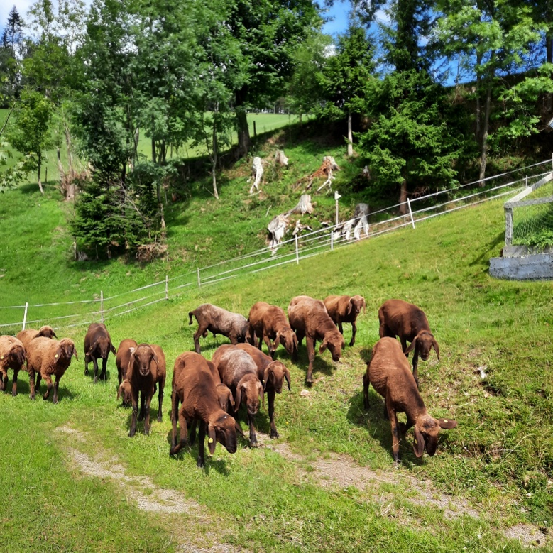 Sustainable alpine sheep farming in Weiz, Austria