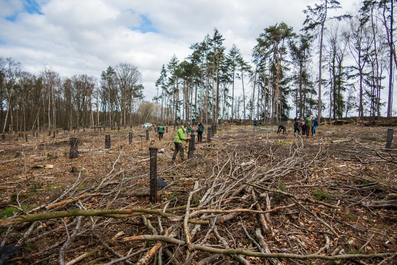 New EU afforestation and tree-planting guidelines promote adaptation ...